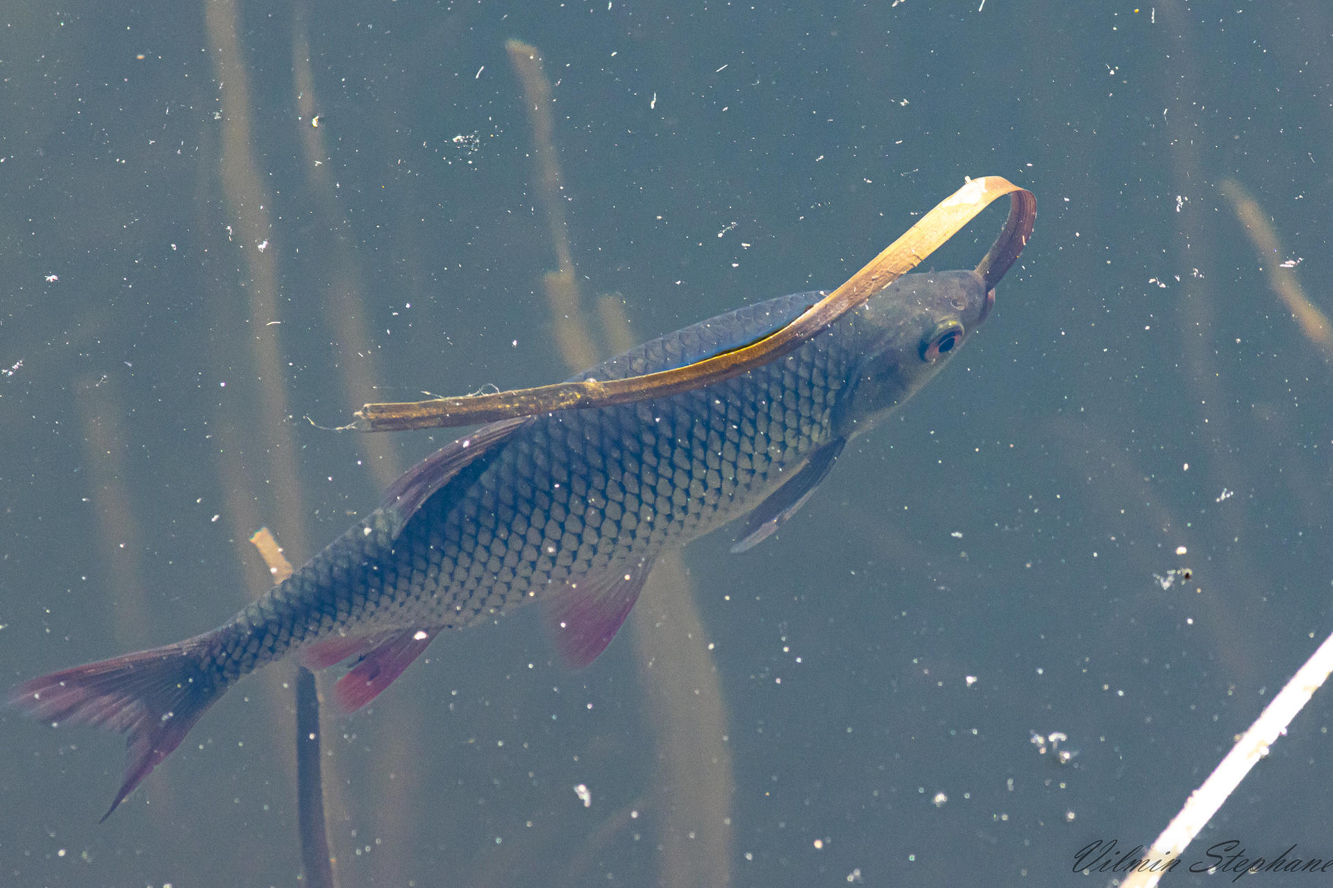 Les gardons de l'été en rivière - Association Régionale de Pêche et de ...