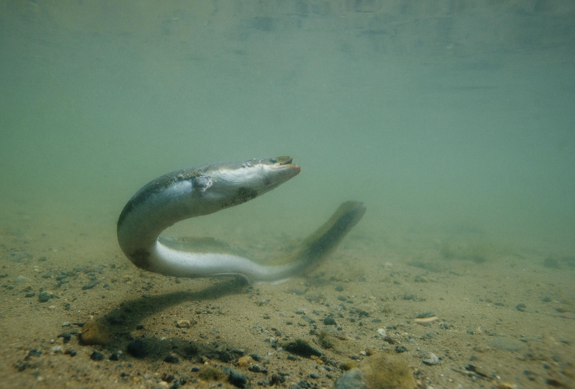 L’anguille européenne - Association Régionale de Pêche et de Protection ...