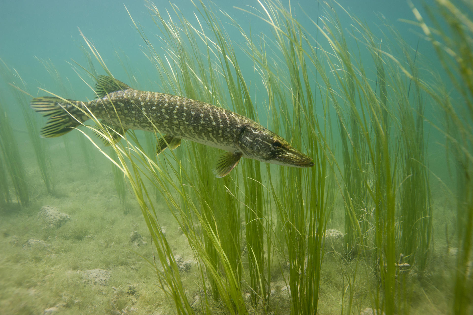Le Brochet Association Régionale De Pêche Et De Protection Du Milieu
